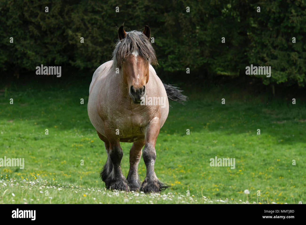 belgian draft horse Stock Photo - Alamy
