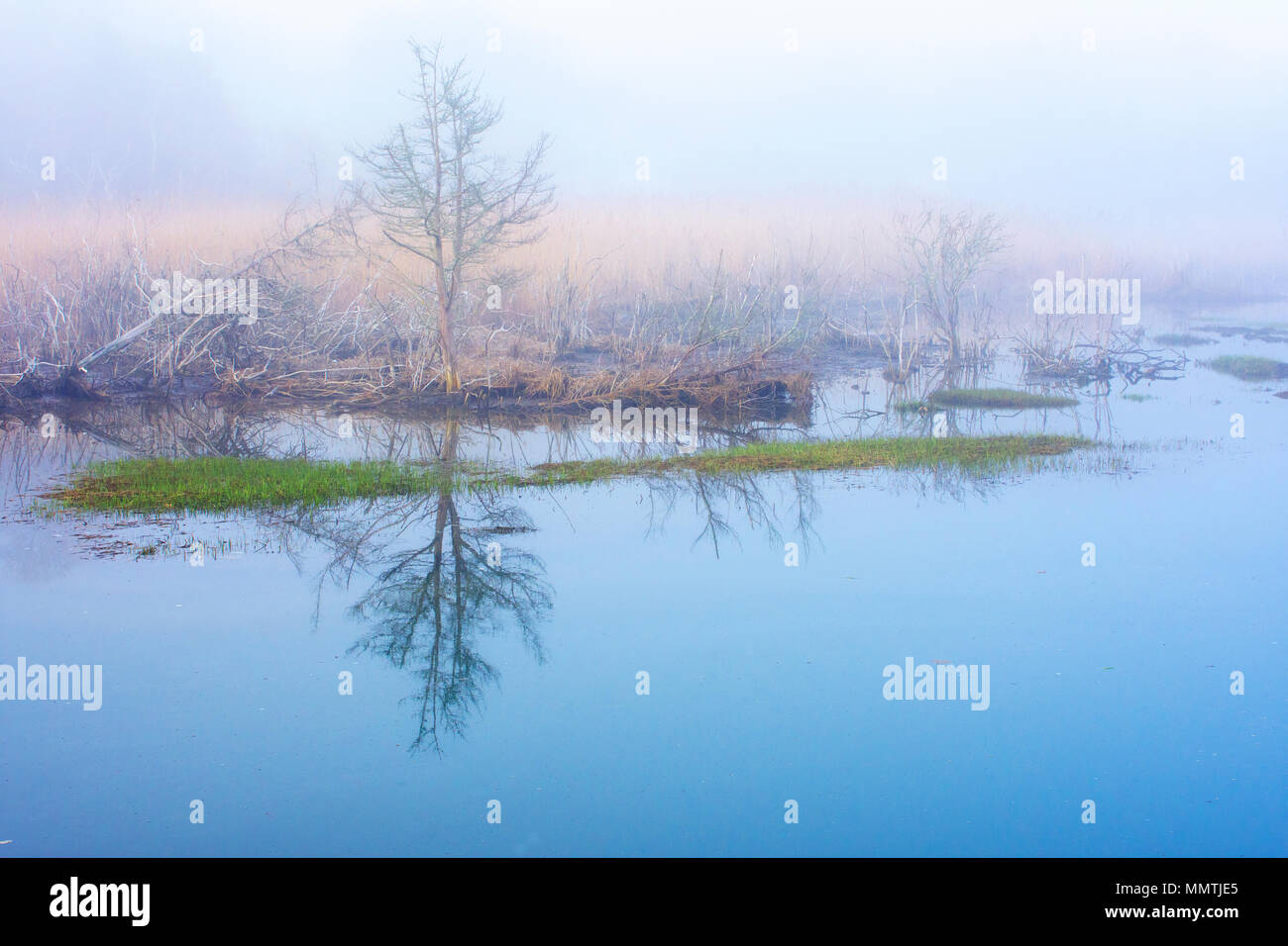 A foggy morning on Sesuit Marsh. A salt marsh in Dennis, Massachusetts ...