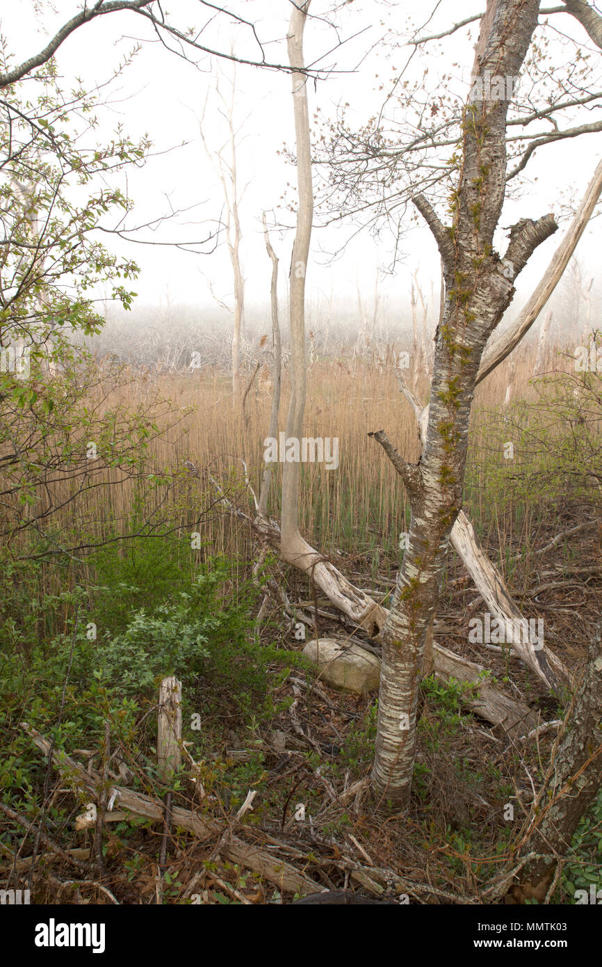A foggy morning on Sesuit Marsh. A salt marsh in Dennis, Massachusetts ...