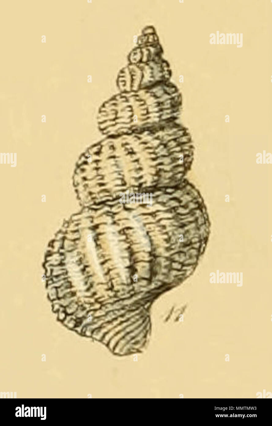 Fusiforme hi-res stock photography and images - Alamy