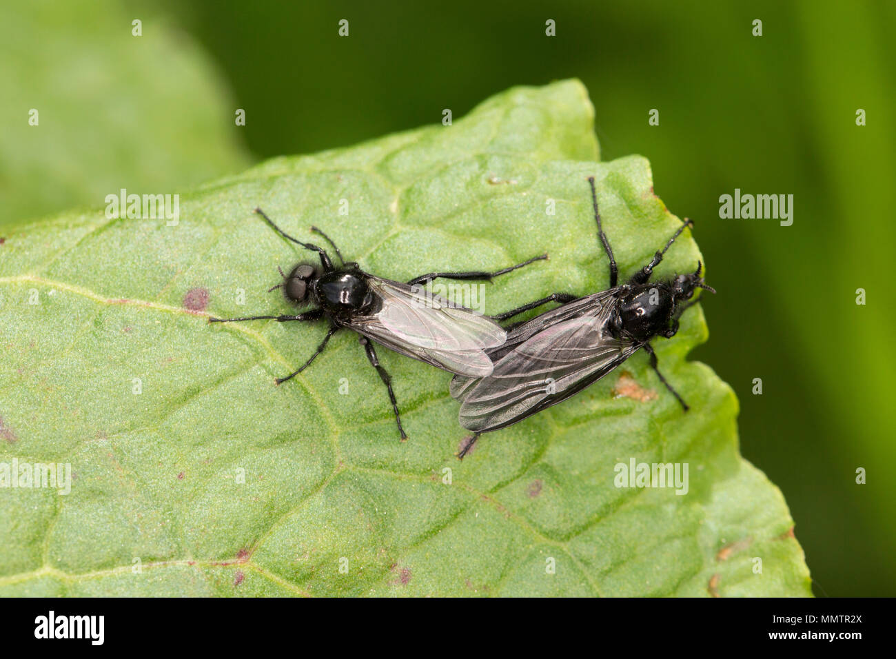 St marks fly mating hi-res stock photography and images - Alamy