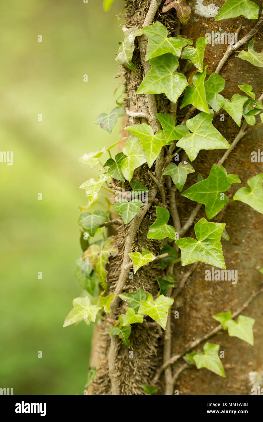 Ivy climbing tree hi-res stock photography and images - Alamy