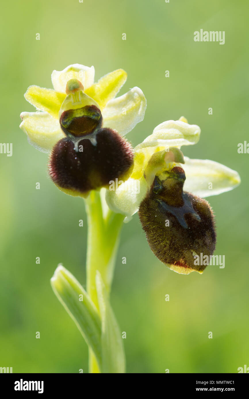 Early spider orchid (Ophrys sphegodes) near the Dorset coast at ...