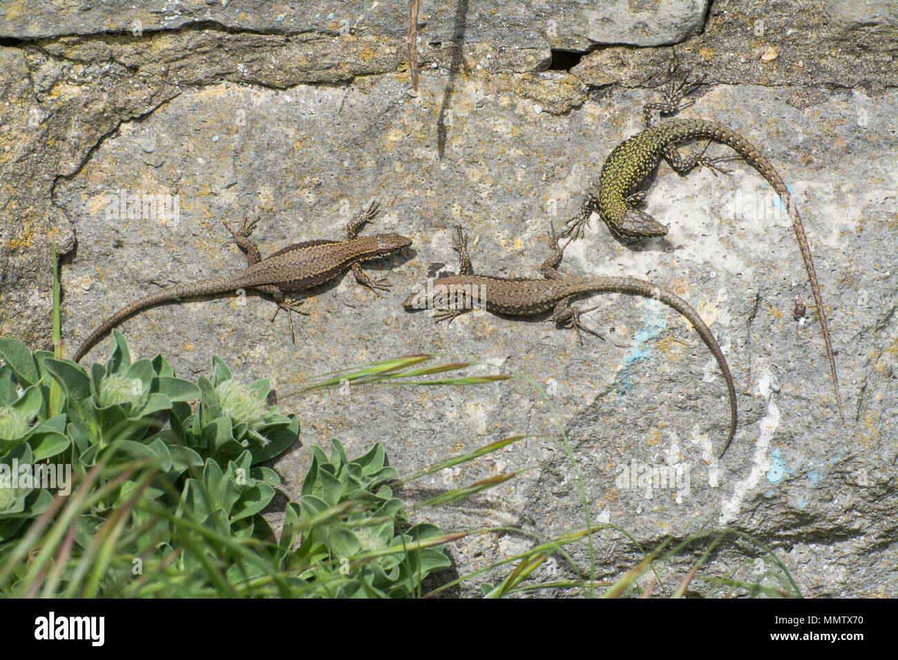 Several wall lizards (Podarcis muralis), an introduced non-native ...