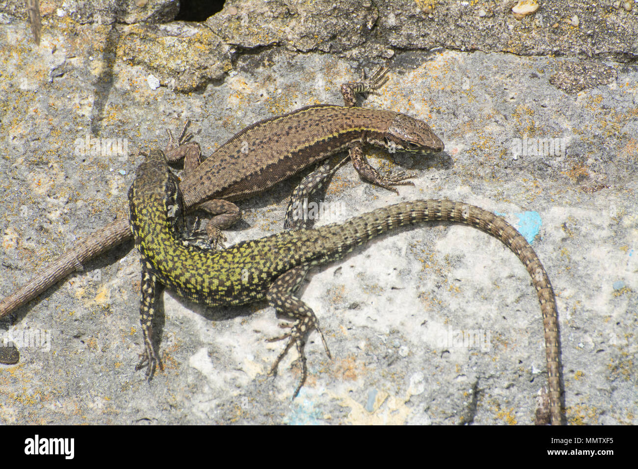 Native reptiles hi-res stock photography and images - Alamy