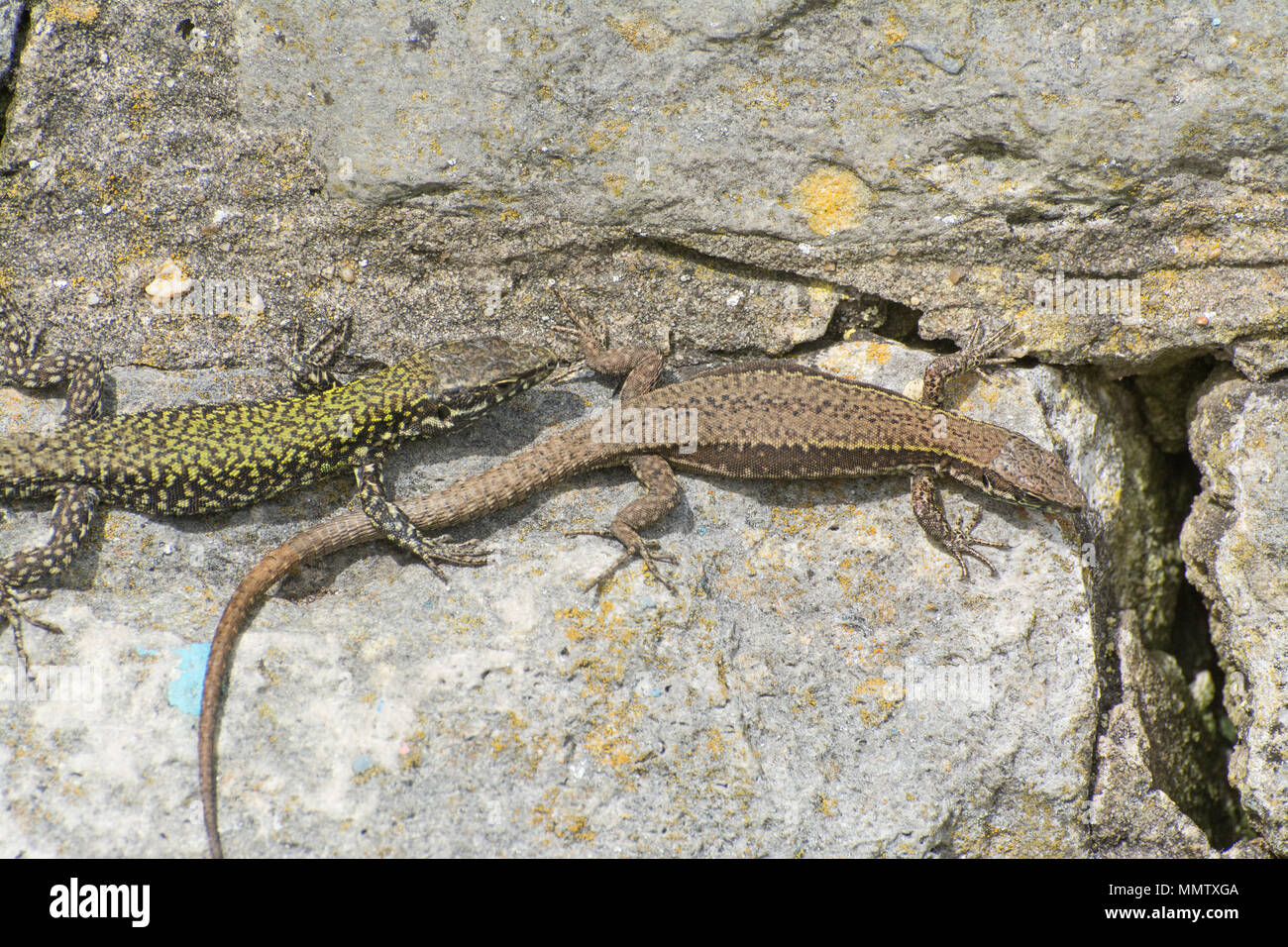 Wall lizards (Podarcis muralis), an introduced non-native reptile ...