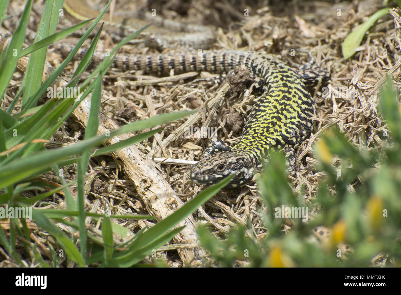 Wall lizards (Podarcis muralis), an introduced non-native reptile ...