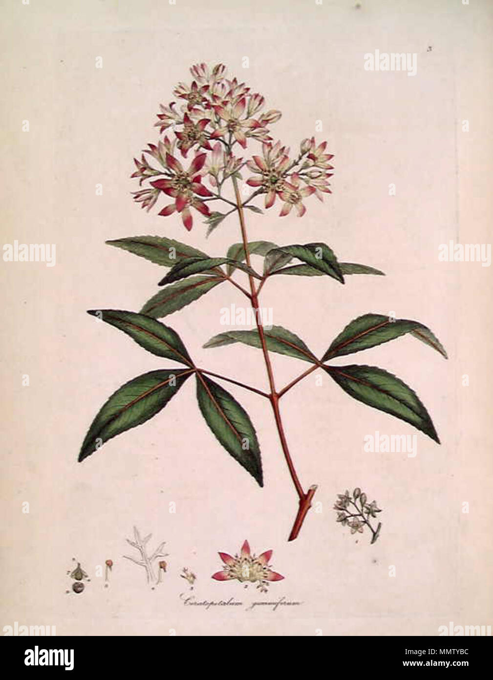 . This is an image of a print of a hand coloured engraving by James ...