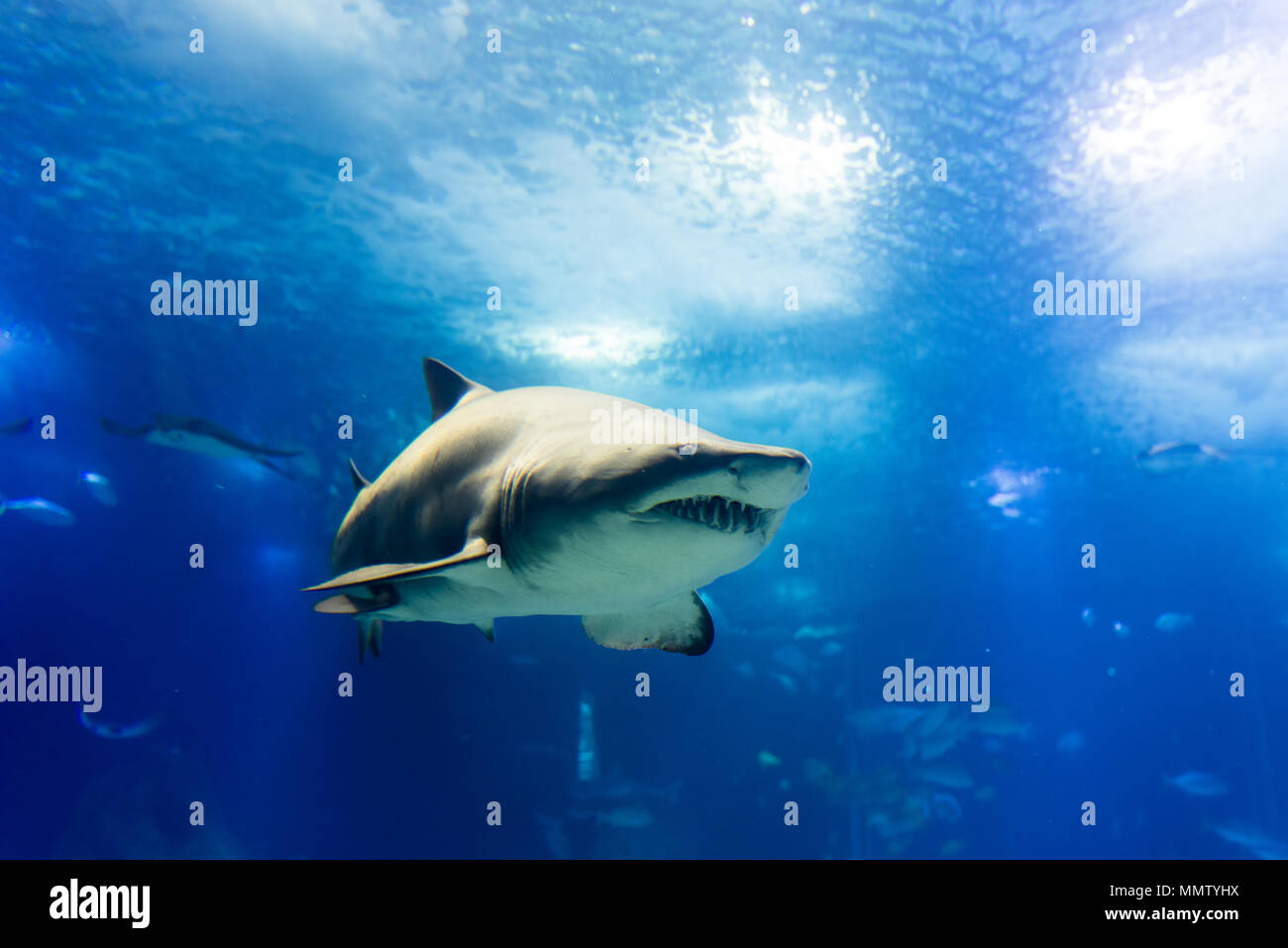 big tiger shark in slow approaching way, Oceanarium of Lisbon Stock ...