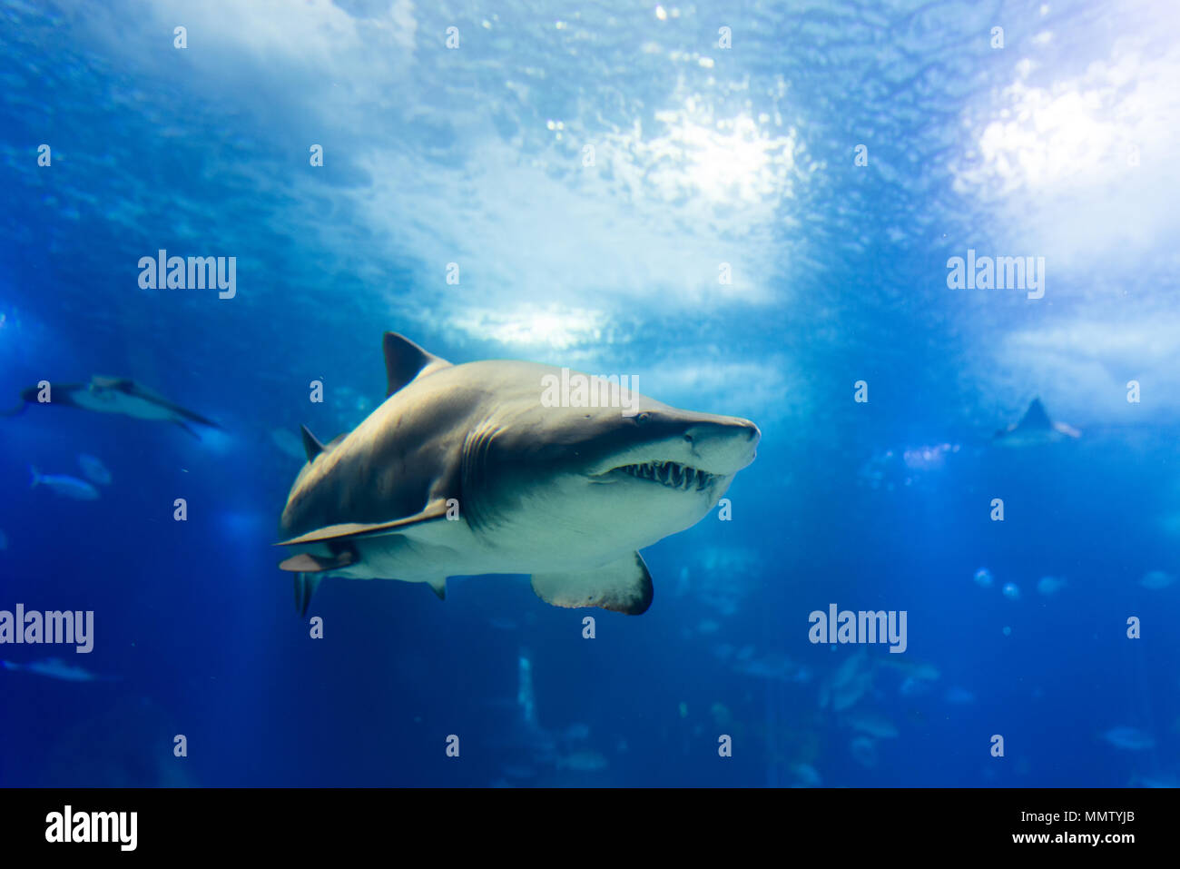 big tiger shark in slow approaching way, Oceanarium of Lisbon Stock ...