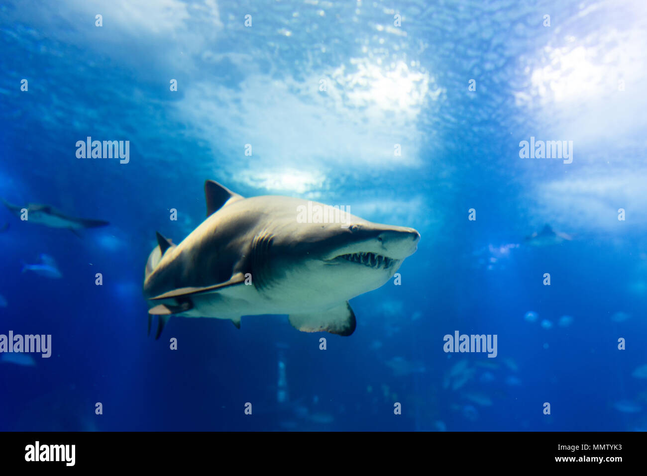 big tiger shark in slow approaching way, Oceanarium of Lisbon Stock ...