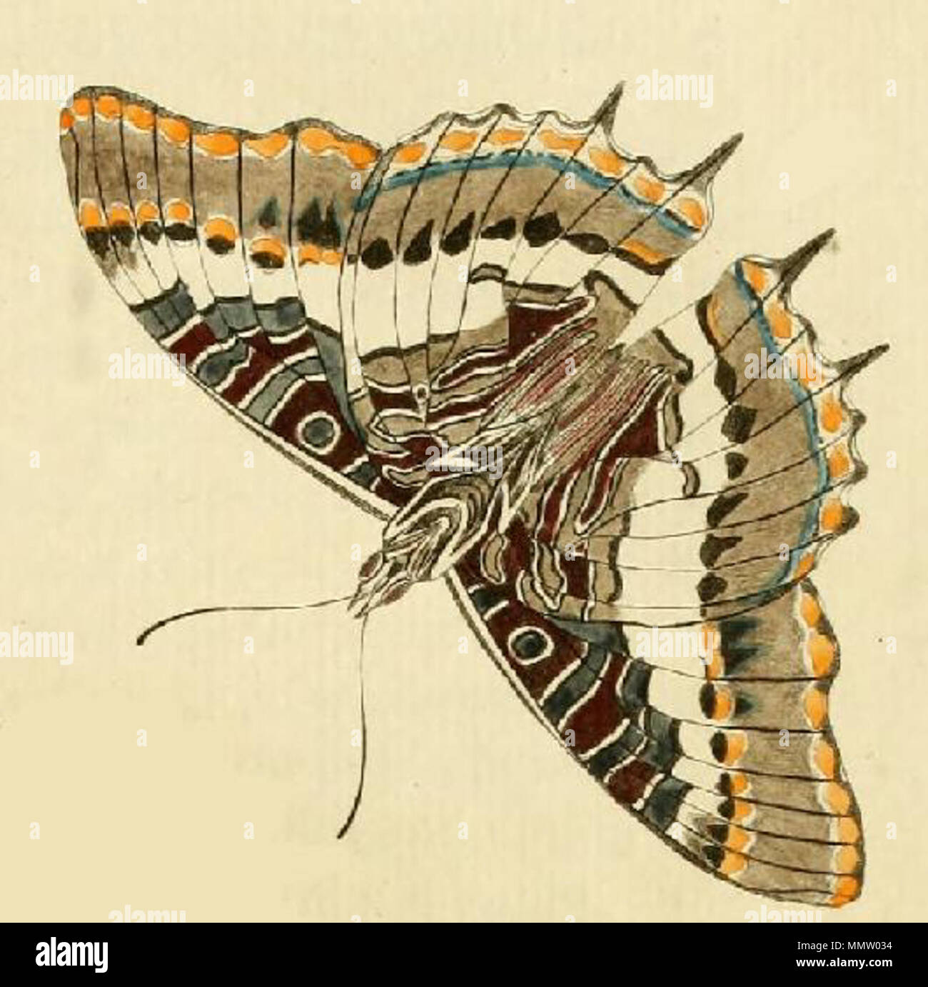 . Plate III C, D: '(Papilio) Pelias' ( = Charaxes pelias, see Tree of ...