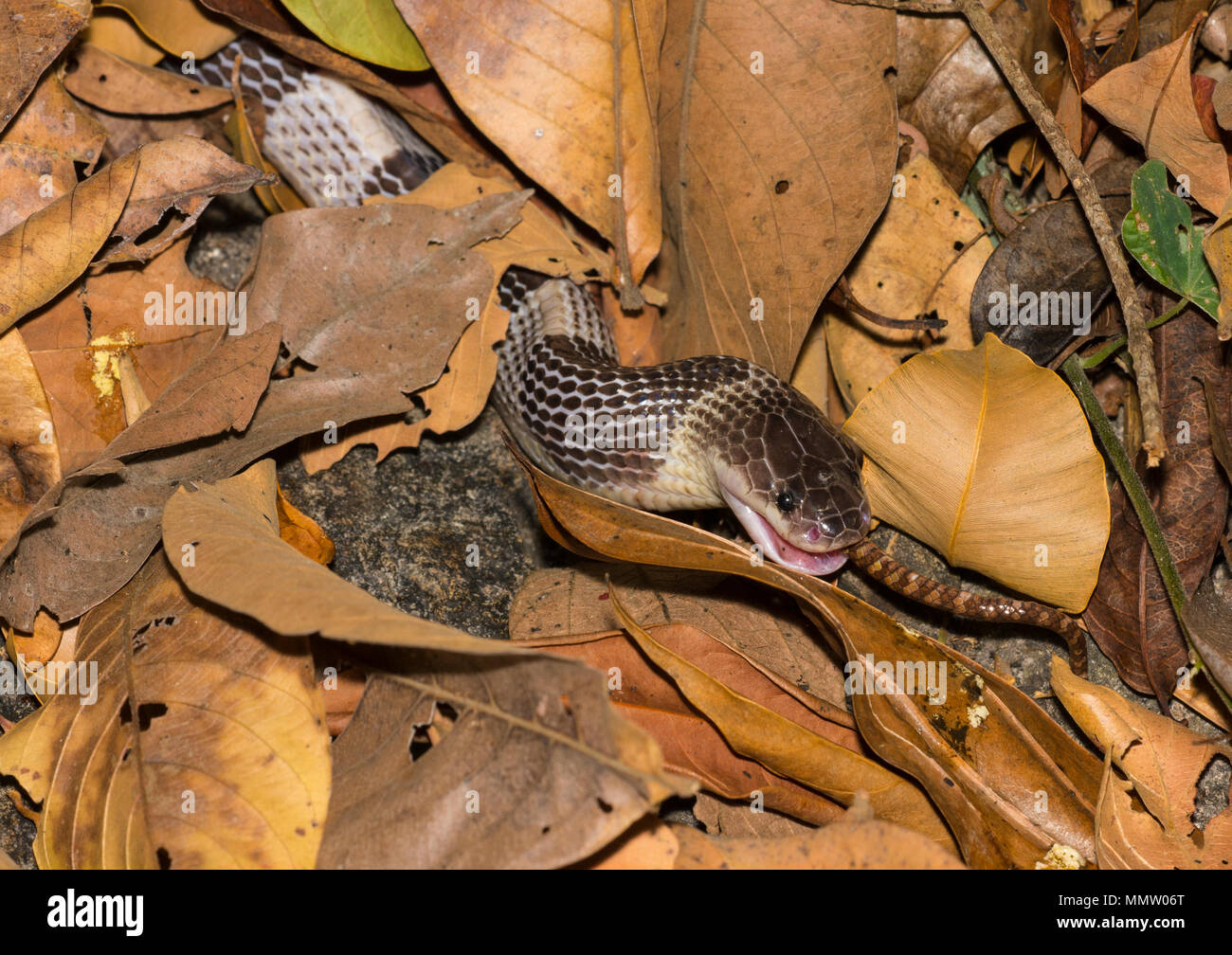 Blue or Malayan Krait (Bungarus candidus) eating a Brown Spotted Pit ...
