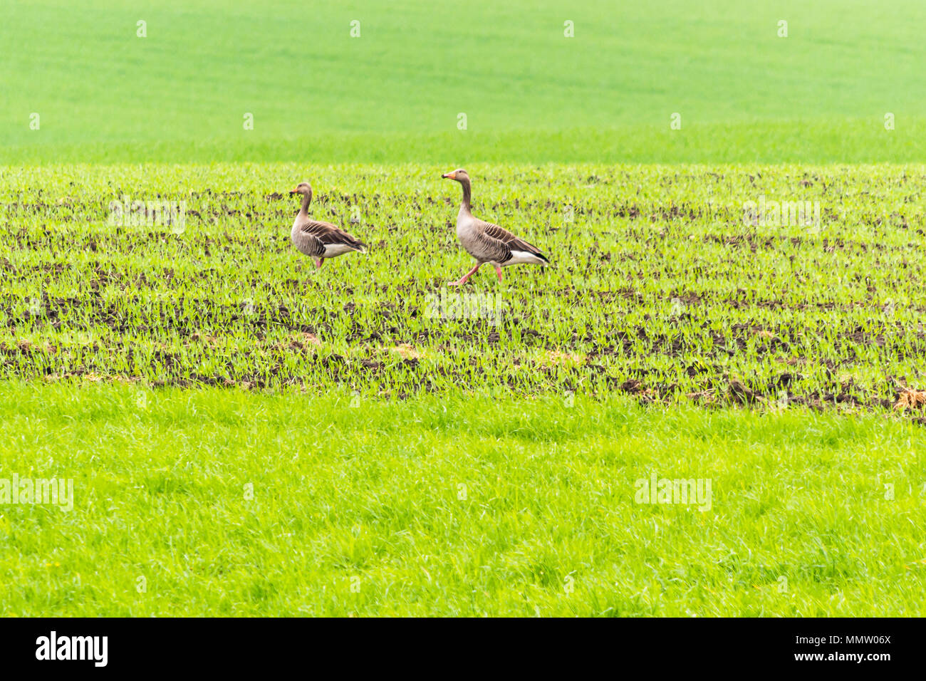 Field of eggs hi-res stock photography and images - Alamy