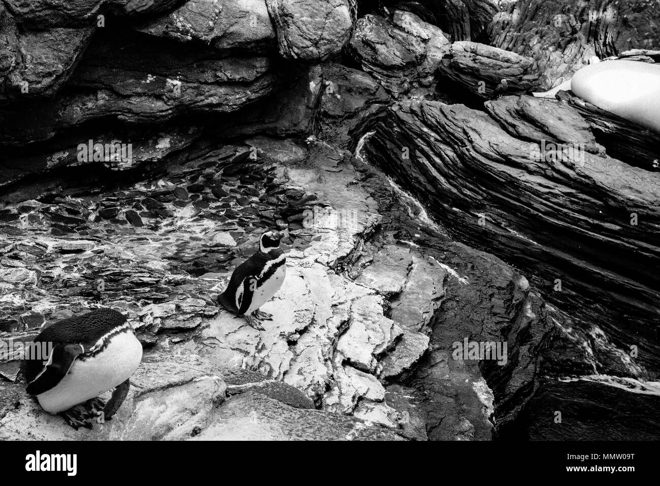 Penguins in Antarctic environment, wildlife scene on southern ocean ...