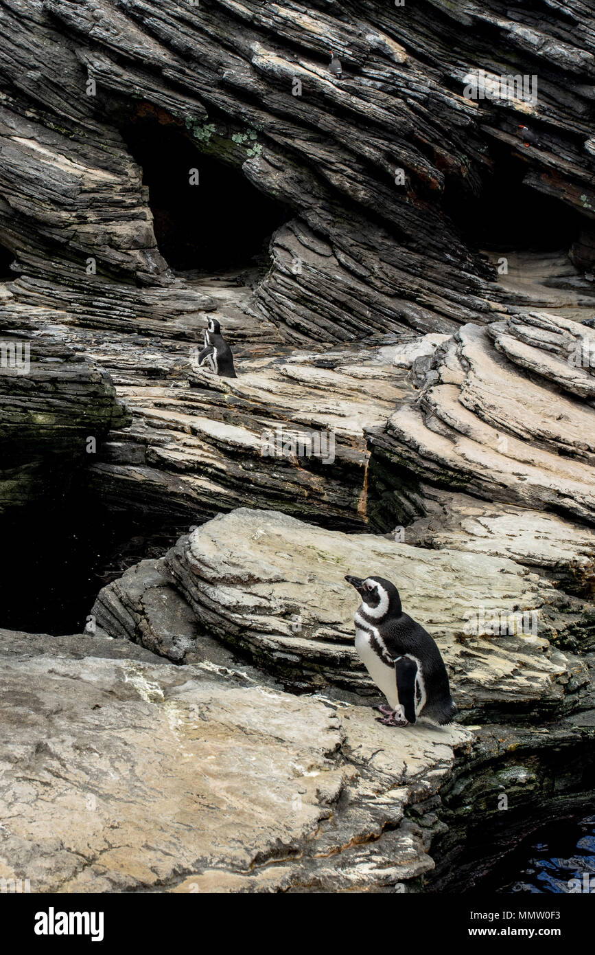 Penguins in Antarctic environment, wildlife scene on southern ocean ...
