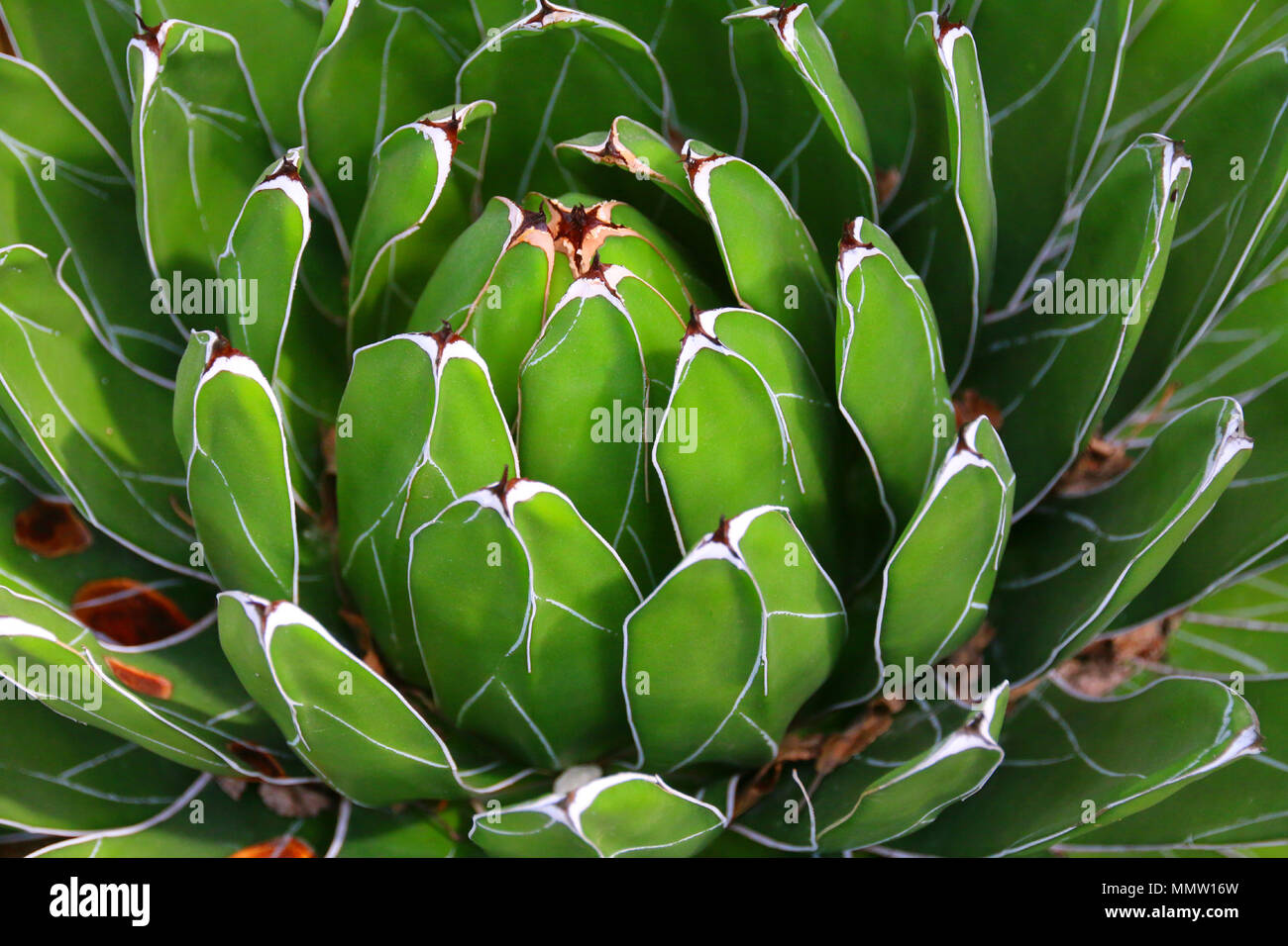 Beautiful green cactus with small leaves. Very unique and exotic ...