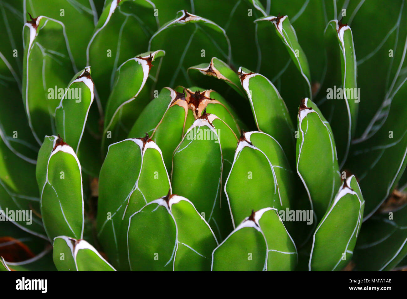 Beautiful green cactus with small leaves. Very unique and exotic ...