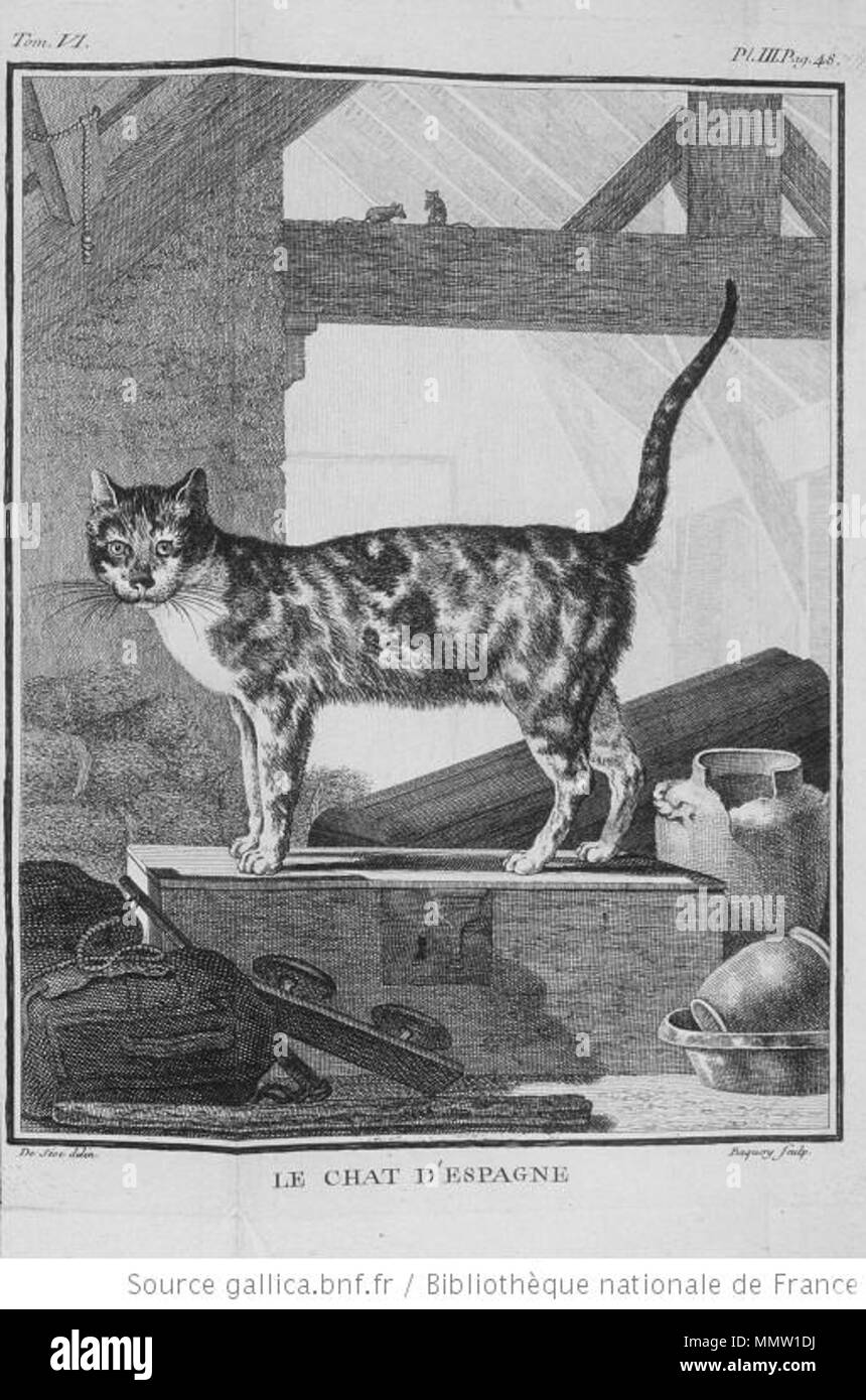 . Français : Le Chat d'Espagne (Catus hispanicus) dans l'Histoire ...