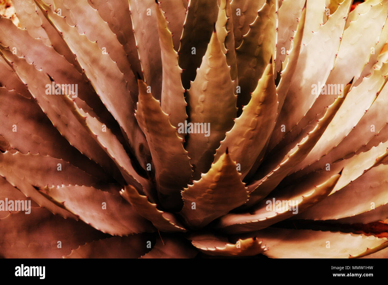 Sharp leaves hi-res stock photography and images - Alamy