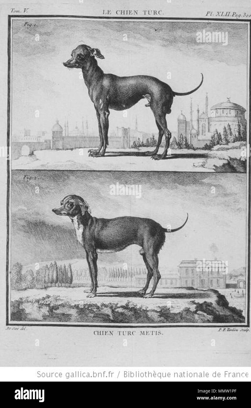 . English: Hairless Dog . 1755. Georges-Louis Leclerc Buffon + Jacques ...