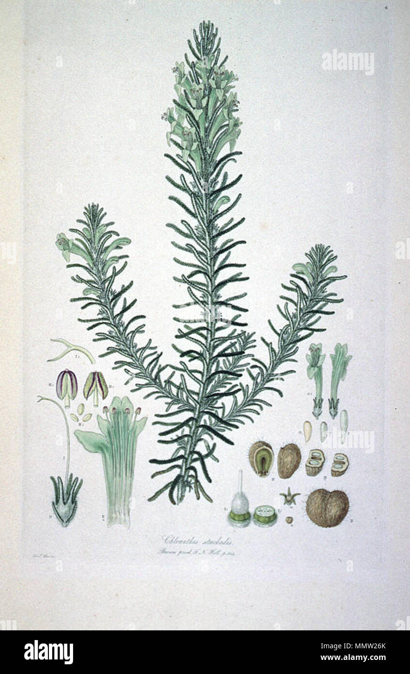 . This is a scan of Plate 4 from Ferdinand Bauer's Illustrationes ...