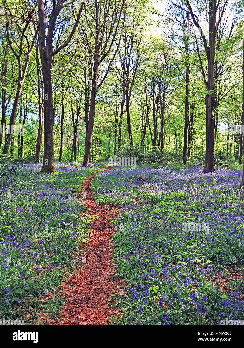 Bluebell woods in springtime, Hampshire, England Stock Photo - Alamy