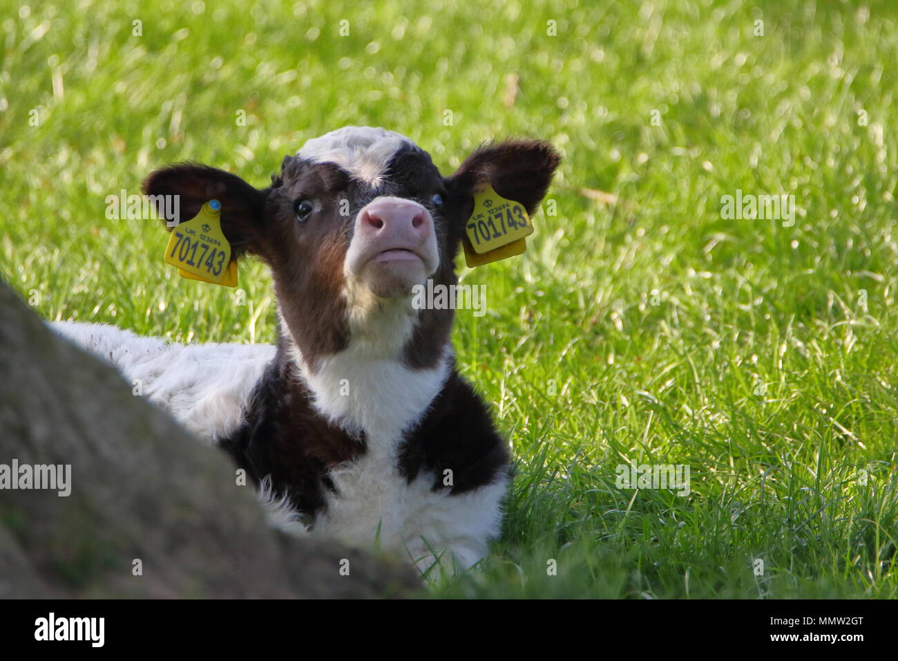 Calf shade hi-res stock photography and images - Alamy