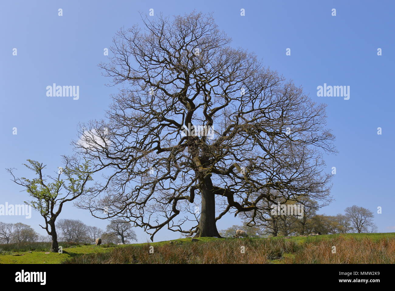 Trees in Spring; taken at Fewston North Yorkshire Stock Photo - Alamy