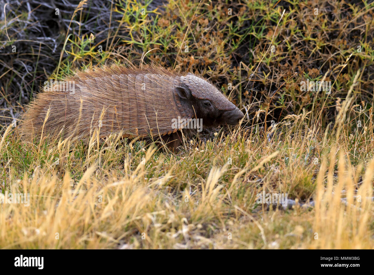 Dwarf Armadillo, Zaedyus pichiy, Patagonia, Chile Stock Photo - Alamy