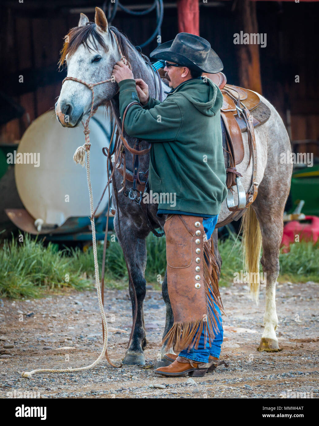 APRIL 22, 2017, RIDGWAY COLORADO: Cowboy saddles horse on Centennial ...