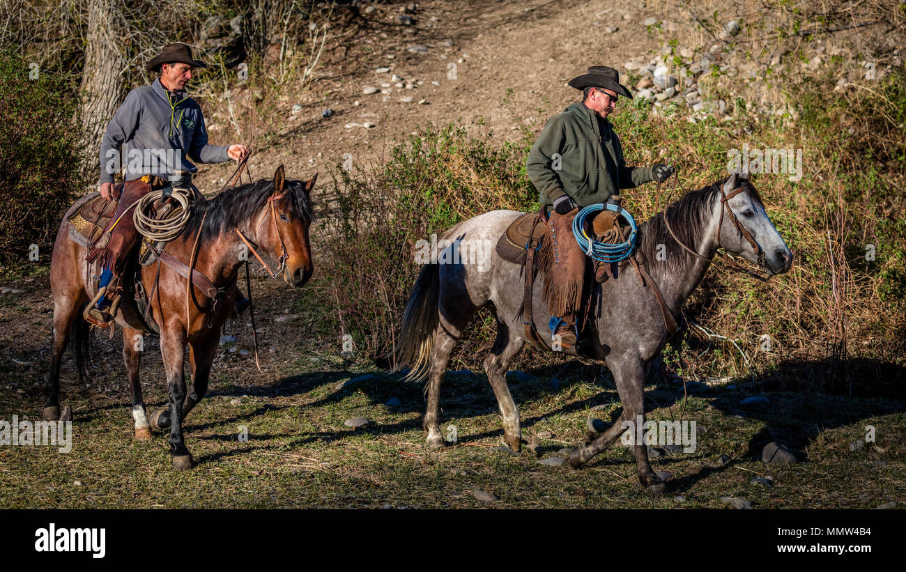 APRIL 22, 2017, RIDGWAY COLORADO: Cowboys ride horse on Centennial ...