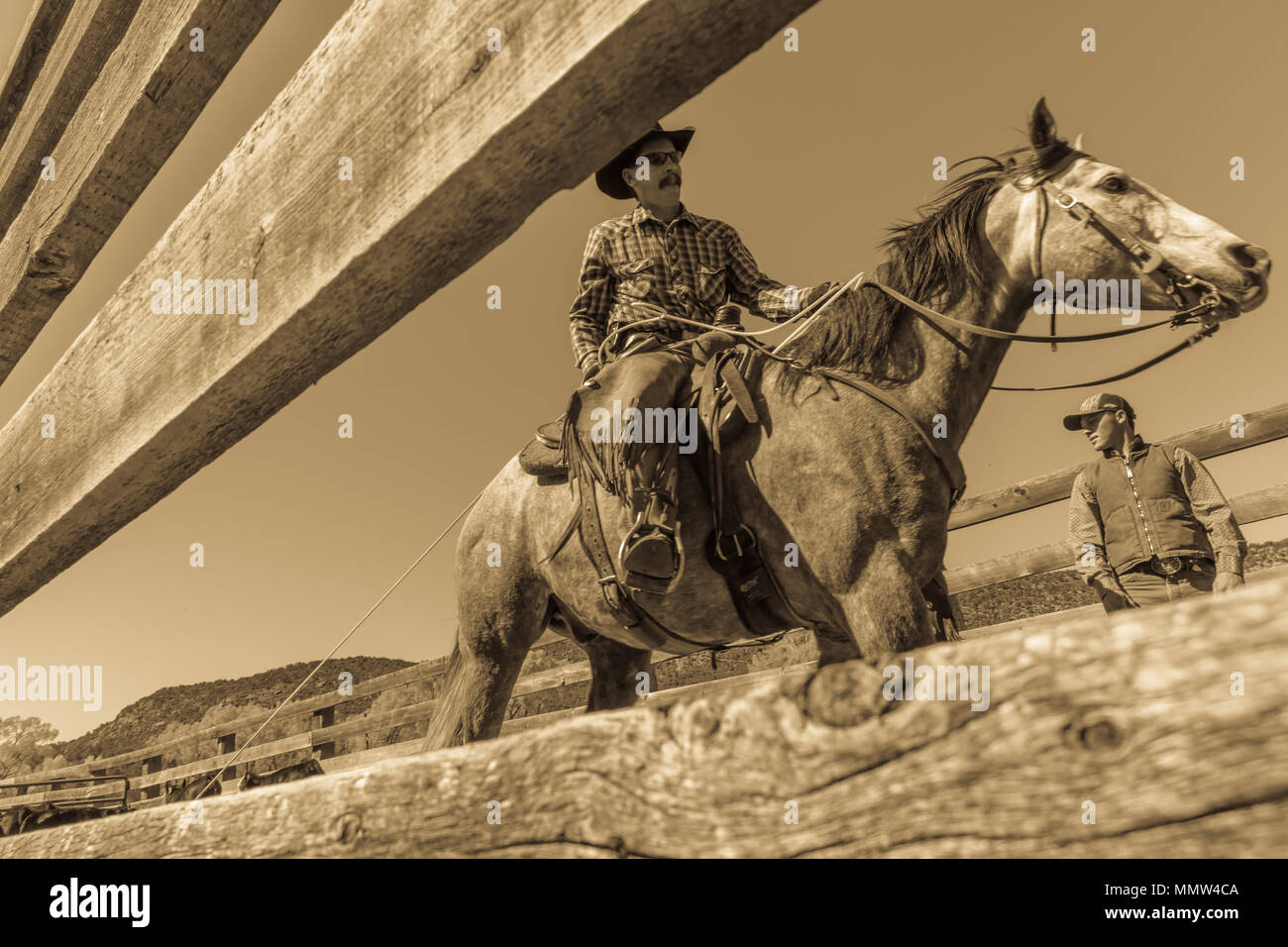 Cowboy roping calves on ranch hi-res stock photography and images - Alamy
