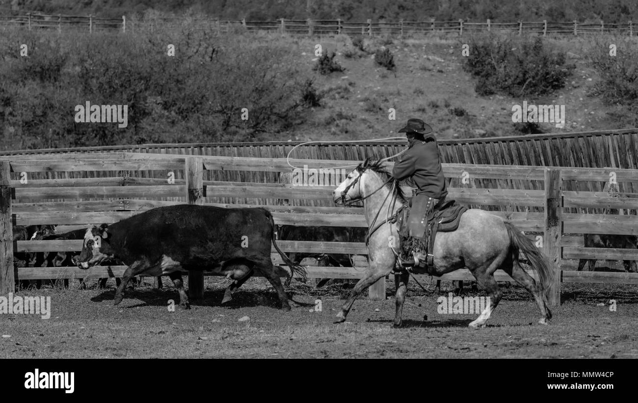 Livestock practices Black and White Stock Photos & Images - Alamy