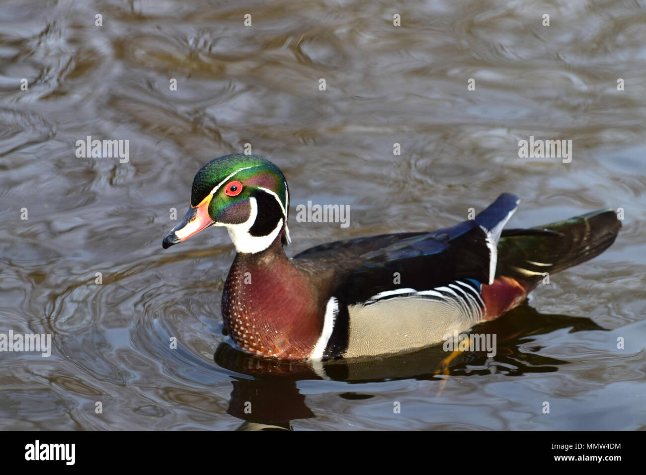 Young Wood Ducks