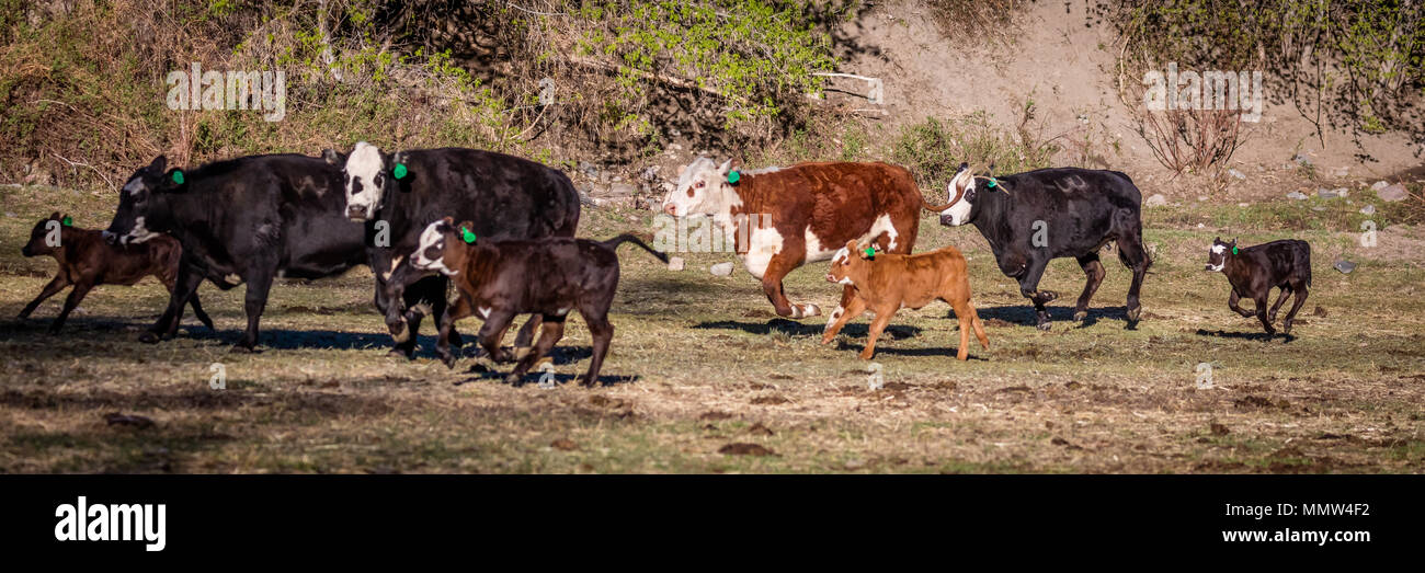 APRIL 22, 2017, RIDGWAY COLORADO: Angus Hereford cross, running on ...