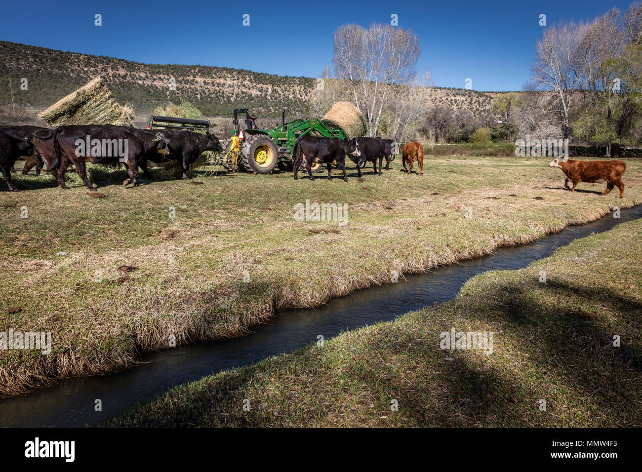 APRIL 22, 2017, RIDGWAY COLORADO: Rancher on Centennial Ranch, feeds ...