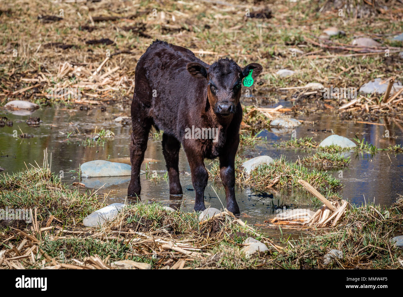 APRIL 22, 2017, RIDGWAY COLORADO: Angus Hereford cross breed cattle on ...