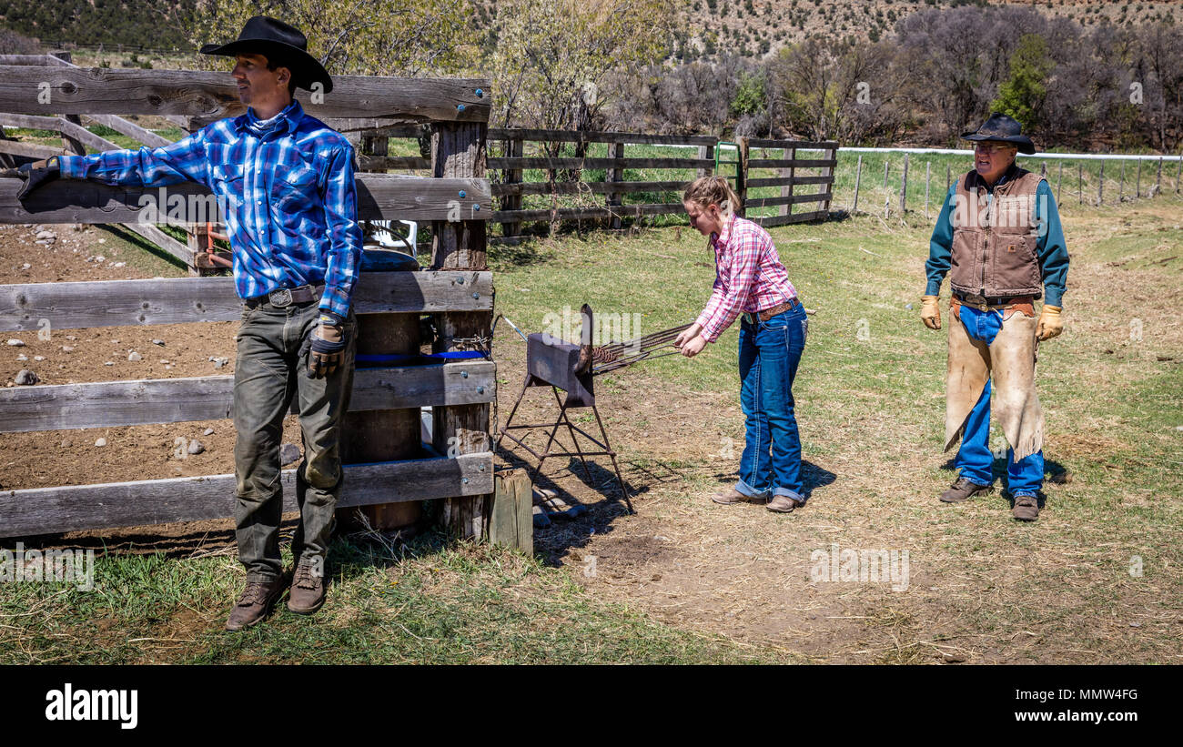 APRIL 22, 2017, RIDGWAY COLORADO: Cowboys brand cattle on Centennial ...