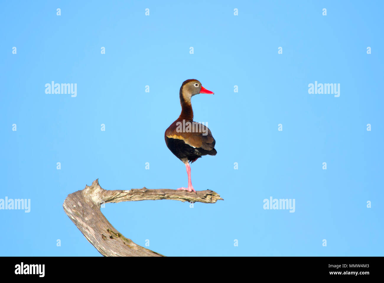 A Whistling Duck facing right on a tree branch in the Florida ...