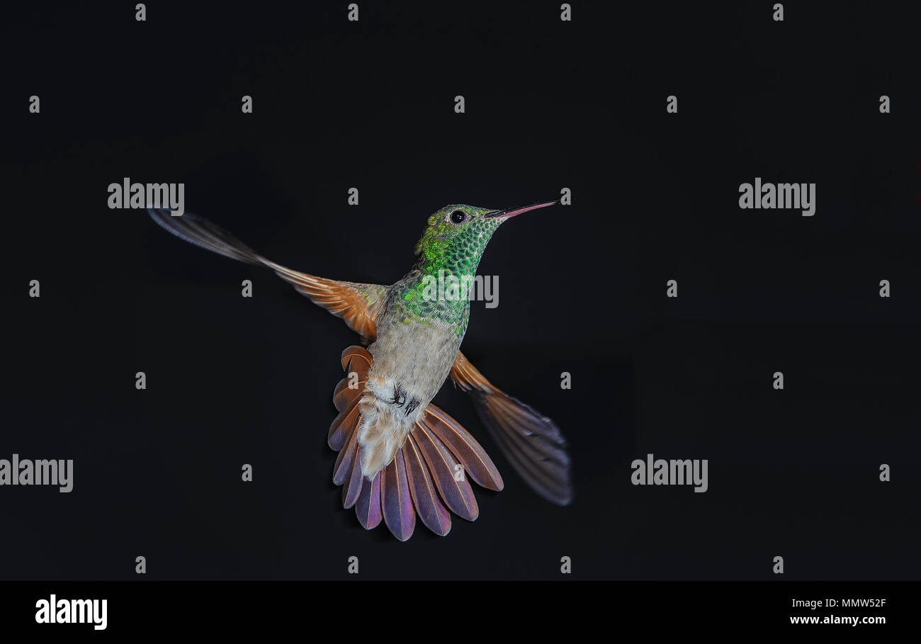Berylline Hummingbird (Amazilia beryllina) (Colibrí berilo) in flight against a black background ...