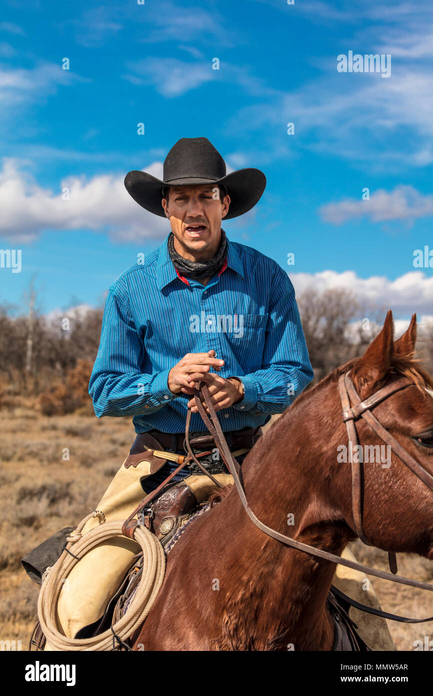 Cowboy With Angus Cows High Resolution Stock Photography and Images - Alamy