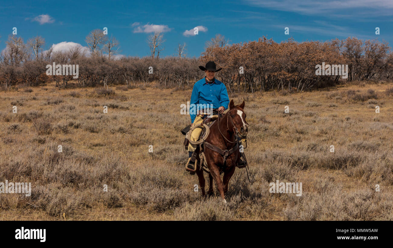 Pondering horse hi-res stock photography and images - Alamy