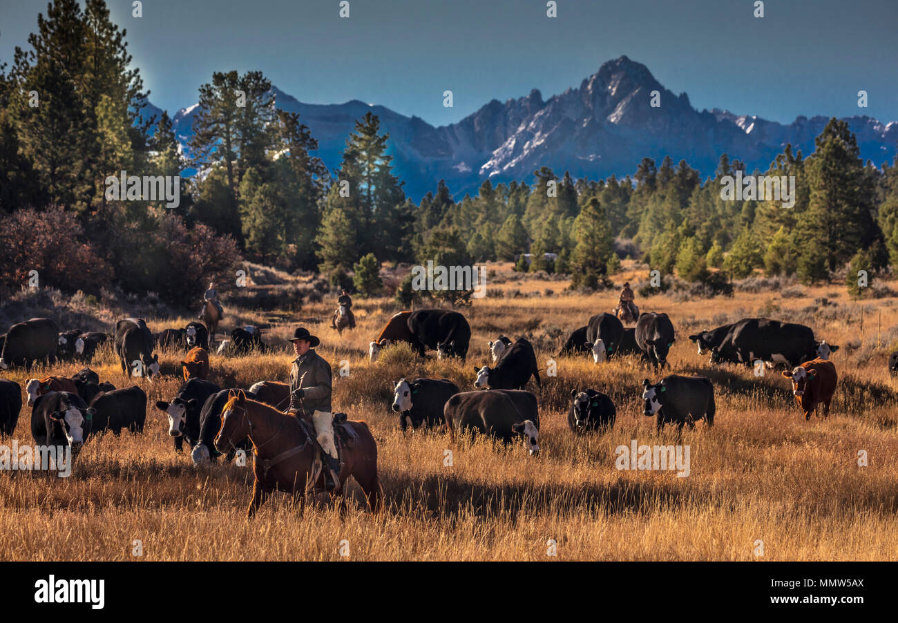 OCTOBER 2017, Ridgway, Col.orado: Cowboys on Cattle Drive Gather Angus ...