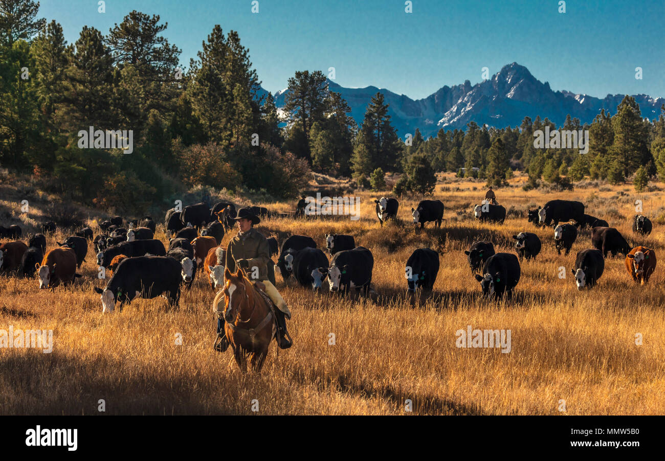 Col angus hi-res stock photography and images - Alamy