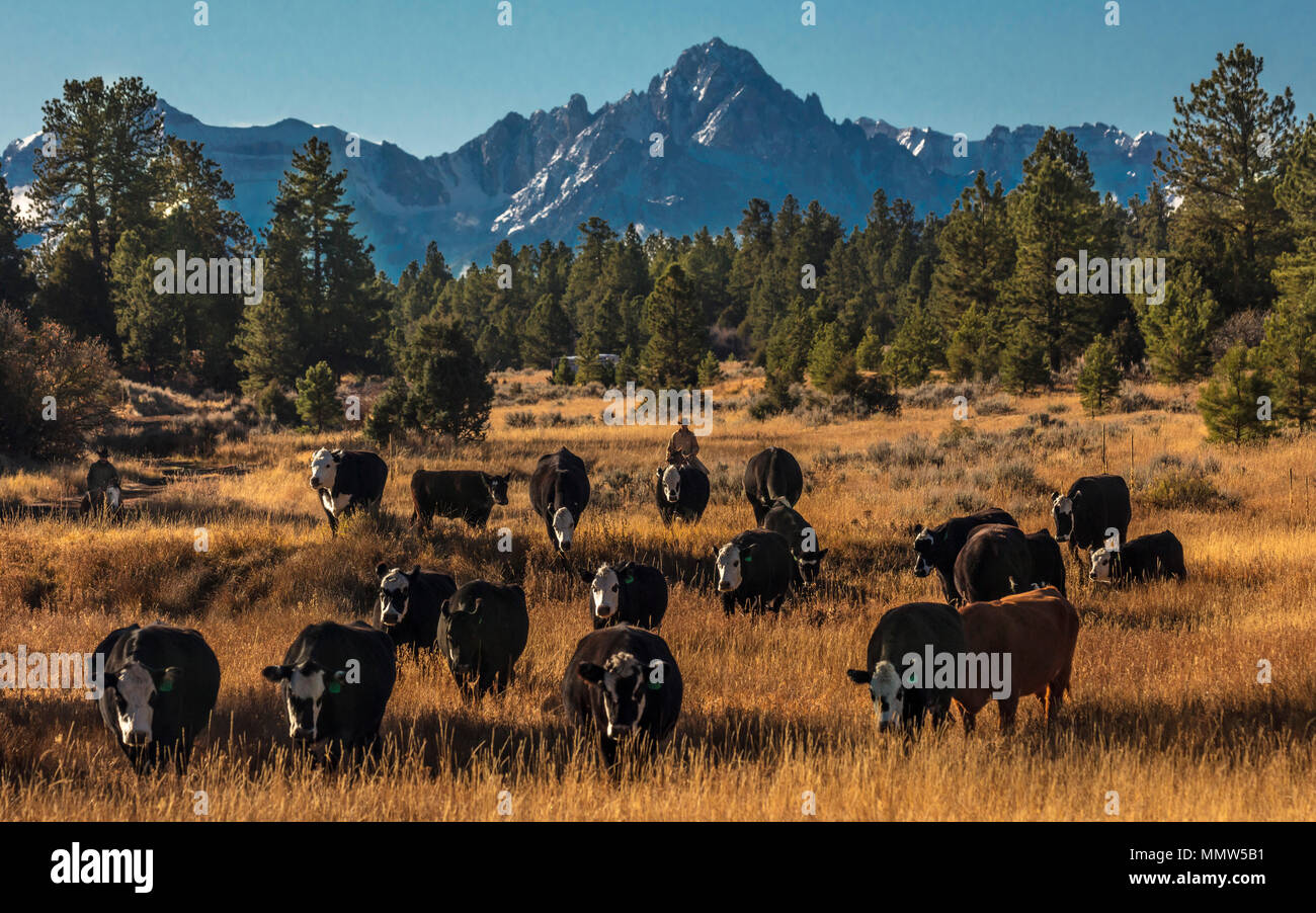 Cowboys gathering cattle hi-res stock photography and images - Alamy