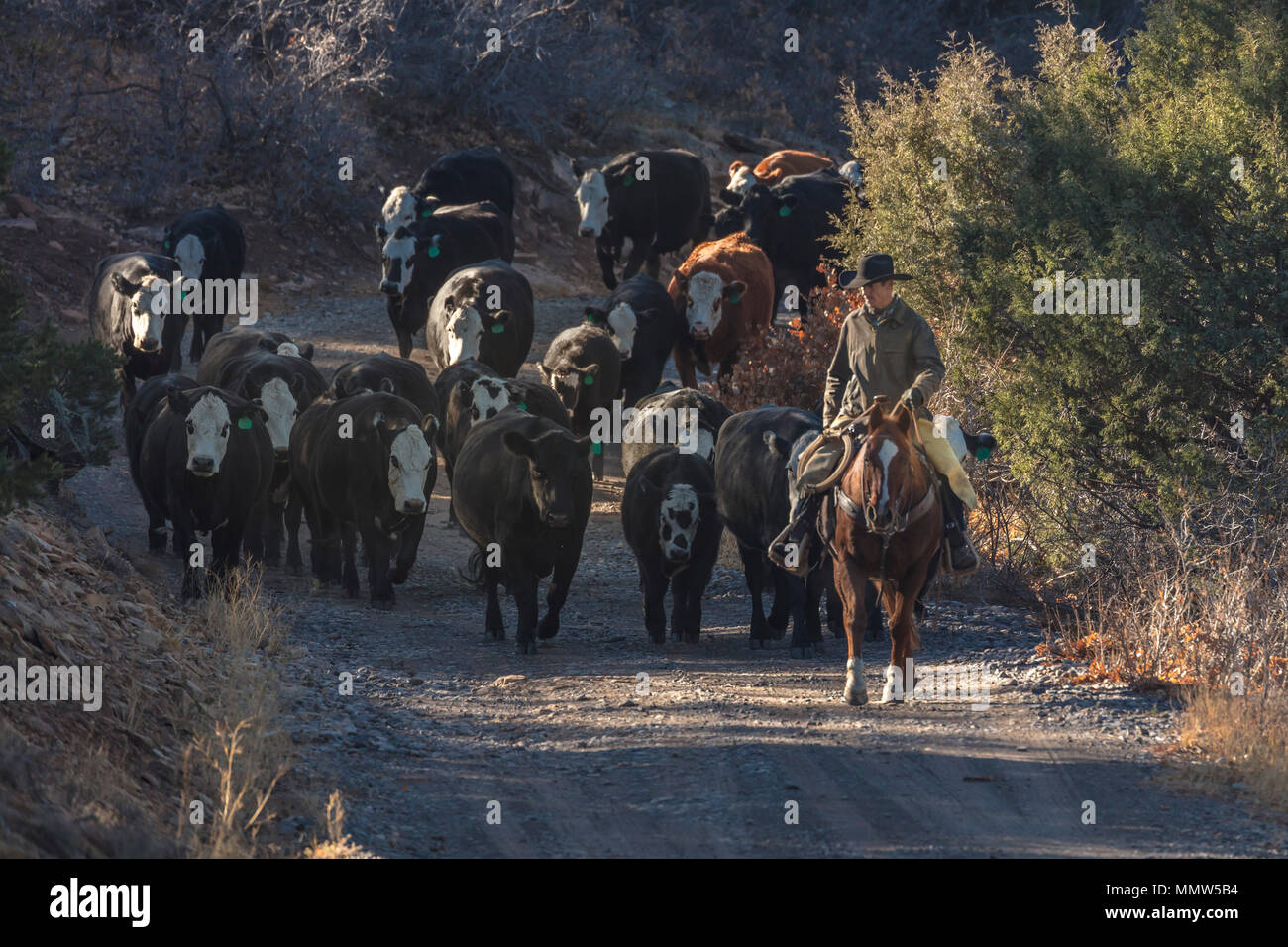 OCTOBER 2017, Ridgway, Col.orado: Cowboys on Cattle Drive Gather Angus ...