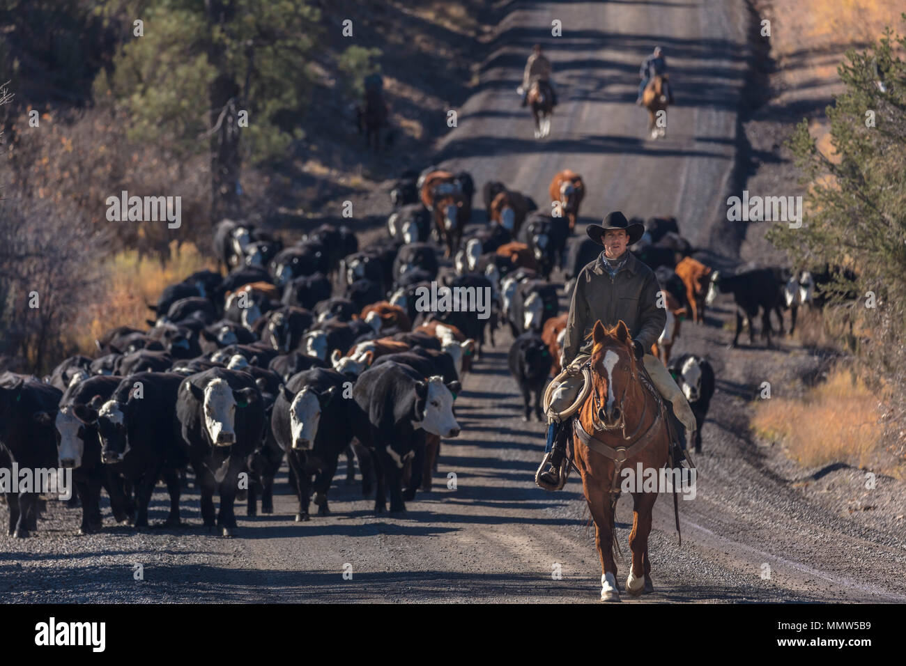 OCTOBER 2017, Ridgway, Col.orado: Cowboys on Cattle Drive Gather Angus ...