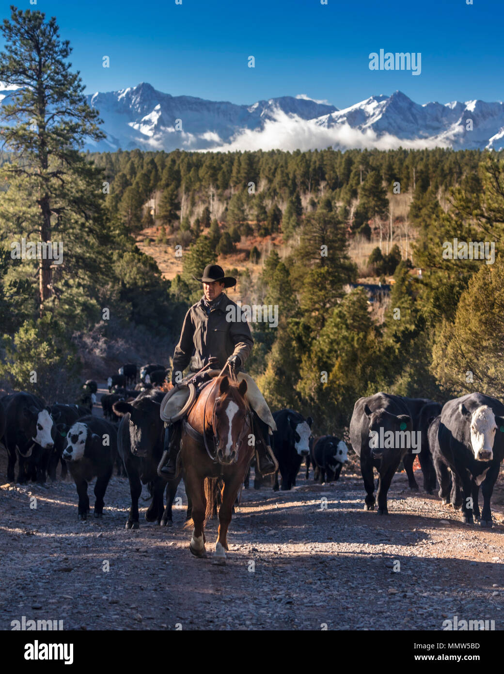 Cowboys gathering cattle hi-res stock photography and images - Alamy