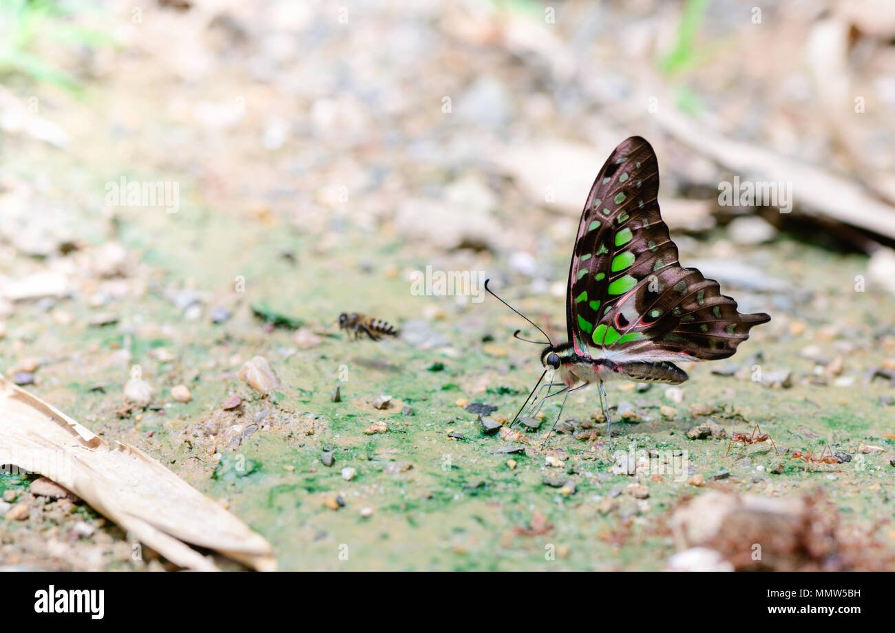 Beautiful wild butterfly swarm eats minerals in Ban Krang Camp, Kaeng ...
